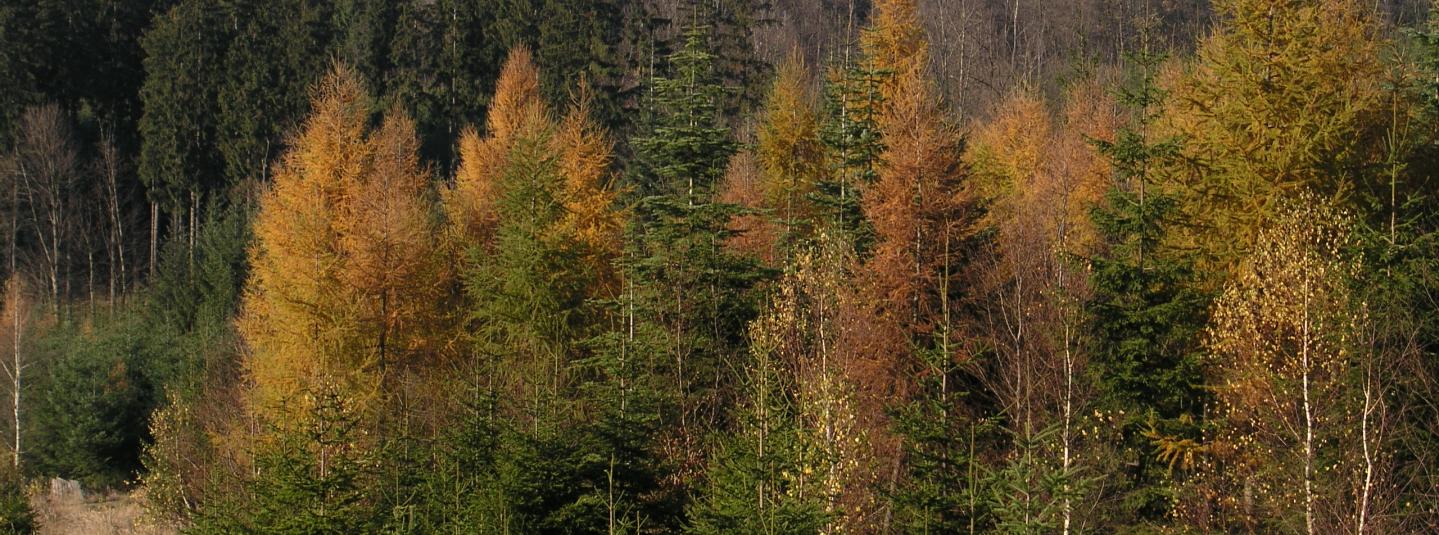 Homepage Chile | Forest Stewardship Council