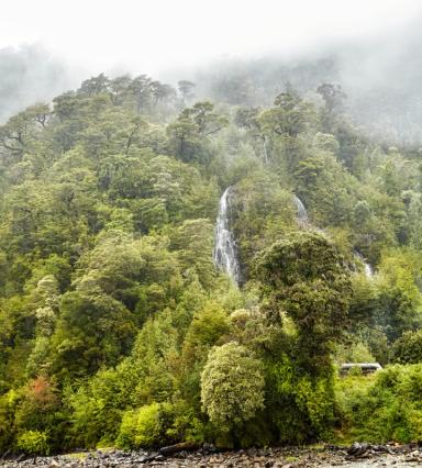 Homepage Chile | Forest Stewardship Council